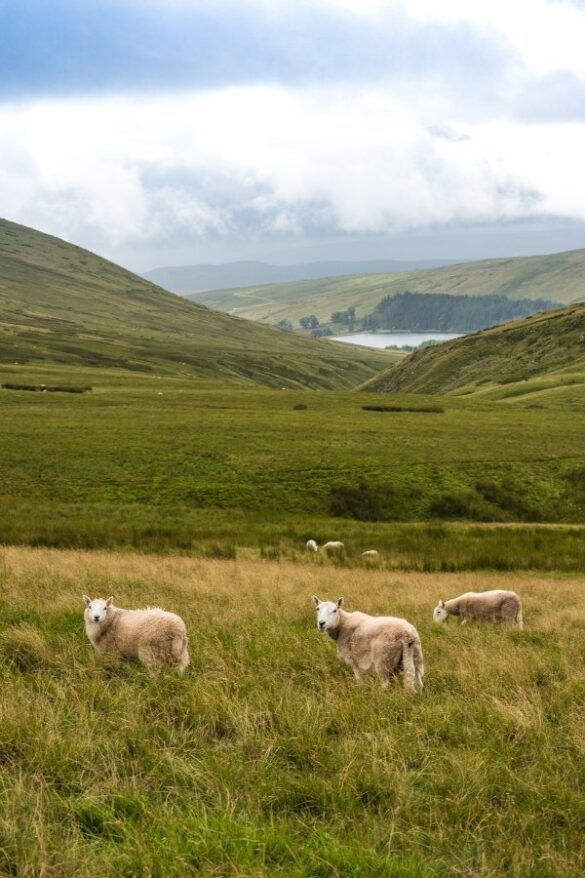 26 Fun Facts About Wales That Will Really Surprise You!