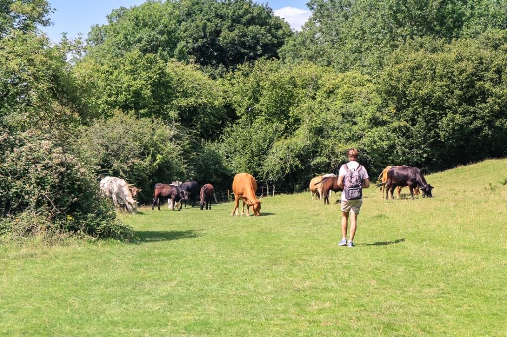 A Detailed Guide To The Chess Valley Walk (2025 Guide)