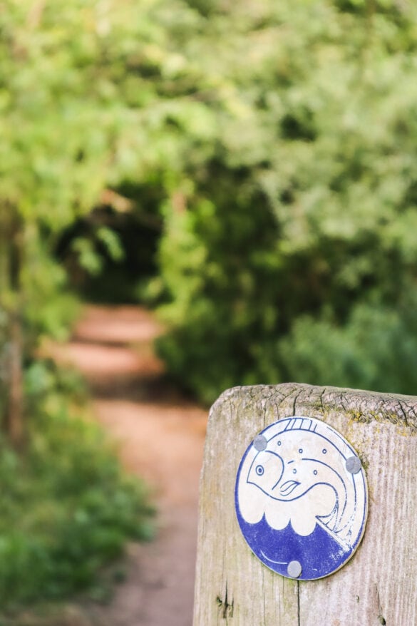 A Detailed Guide To The Chess Valley Walk (2025 Guide)