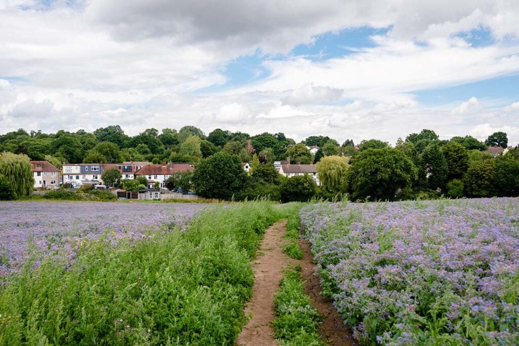 A Detailed Guide to the Epping Forest Oak Trail Walk (2025 Guide)