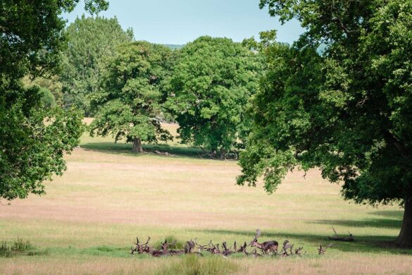 A Detailed Guide to the Epping Forest Oak Trail Walk (2025 Guide)