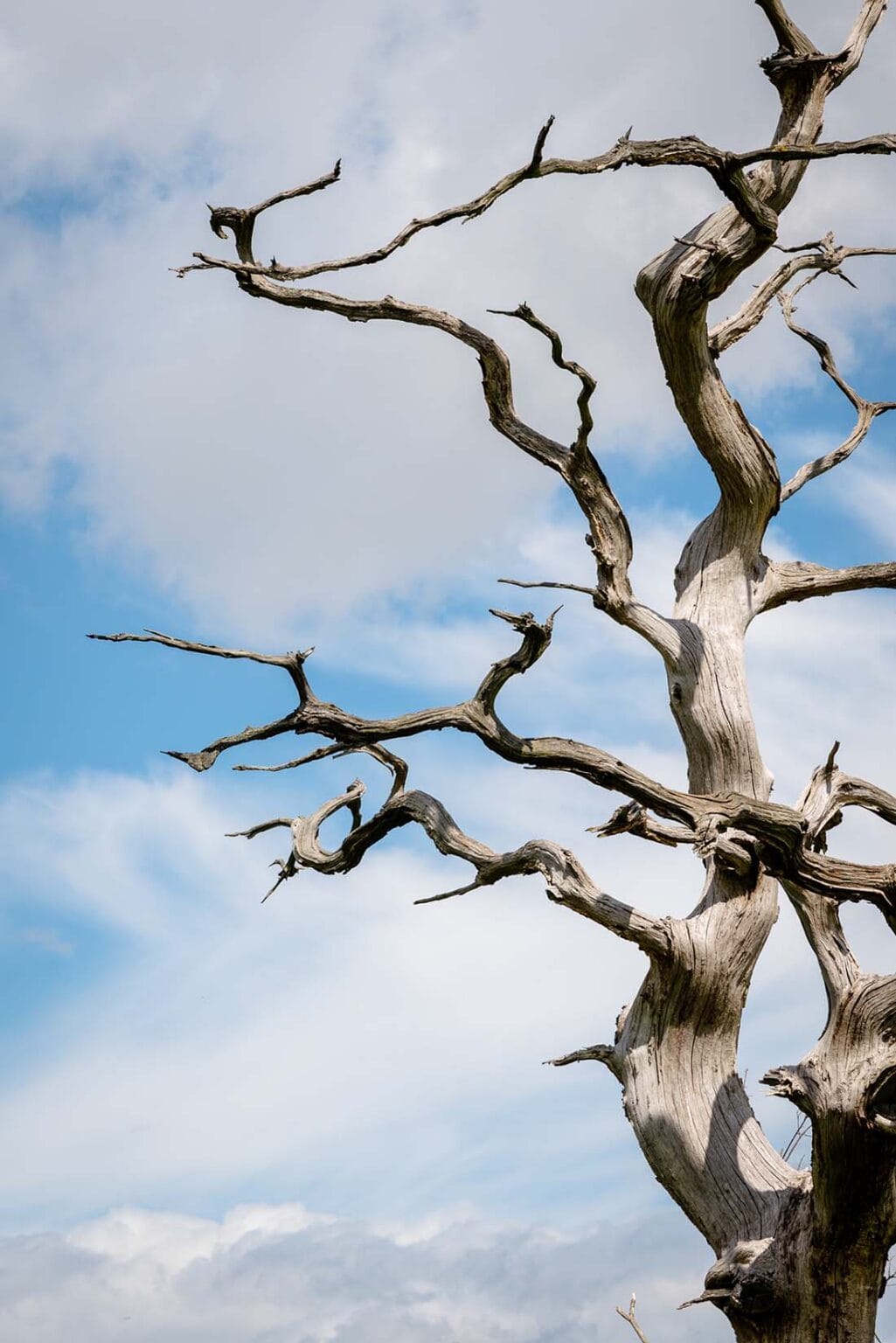 A Detailed Guide to the Epping Forest Oak Trail Walk (2025 Guide)