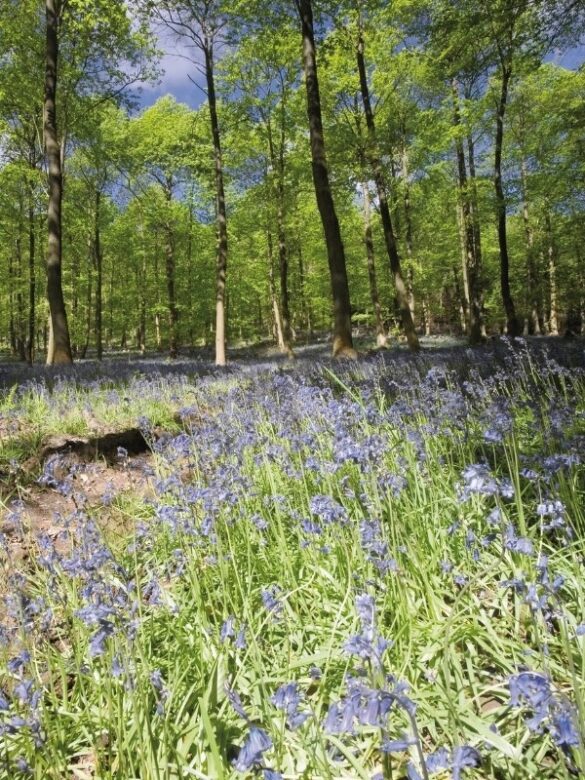 8 Amazing Things To Do In The Forest of Dean (2026 Guide)