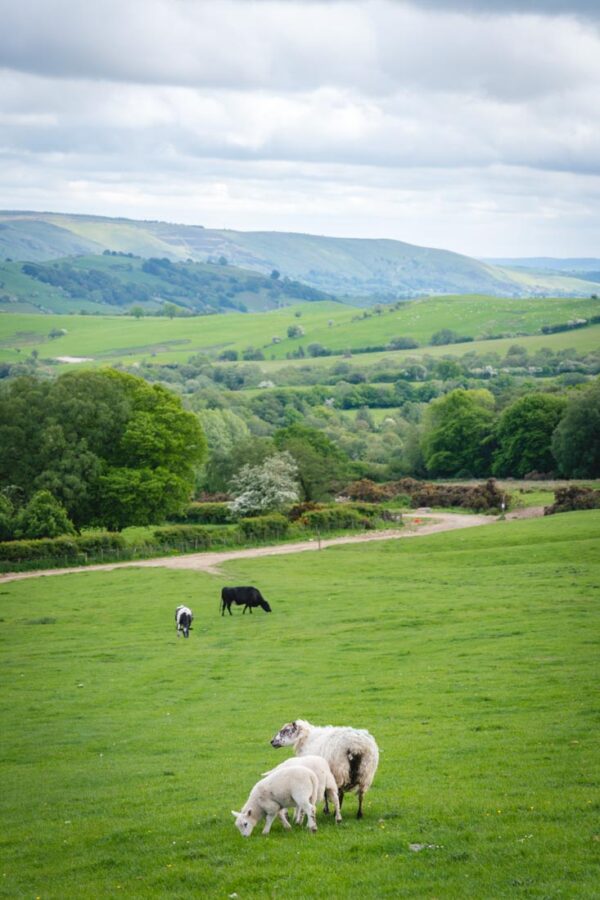 The Ultimate Guide to the Stiperstones Walk, Shropshire (2026 Guide)