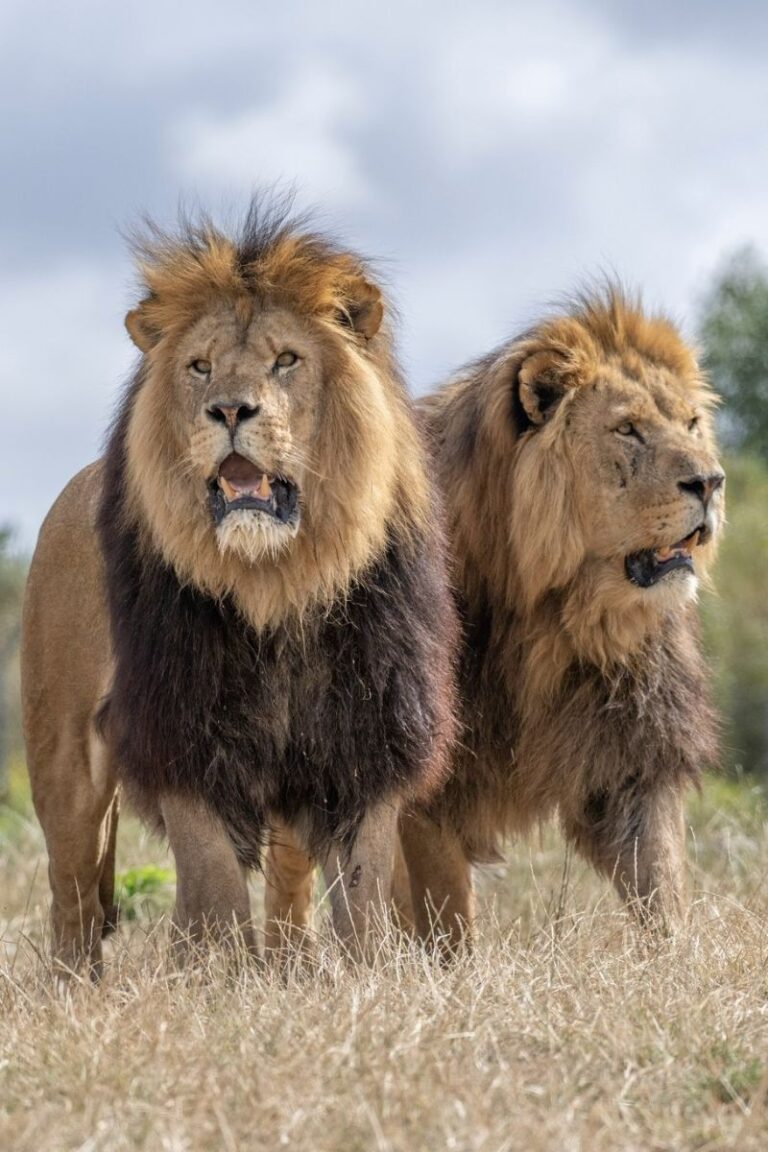 12 BEST Safari Parks in the UK You Need To Visit: 2023 Guide