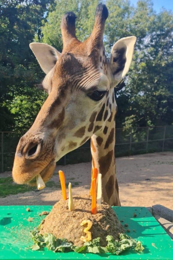 14 BEST Zoos in the UK (2025 Guide)