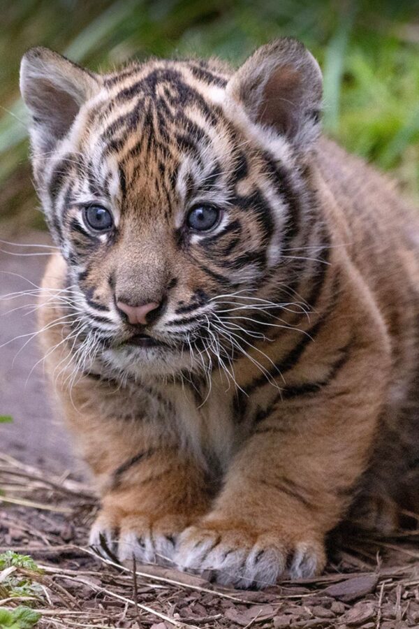 14 BEST Zoos in the UK (2025 Guide)