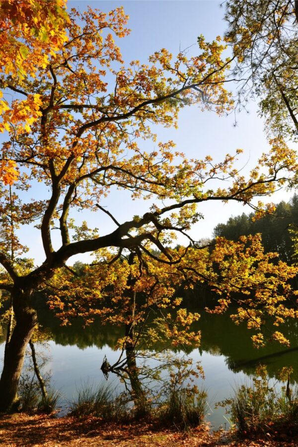 13 Biggest Forests in England You Need to Visit (2025 Guide)