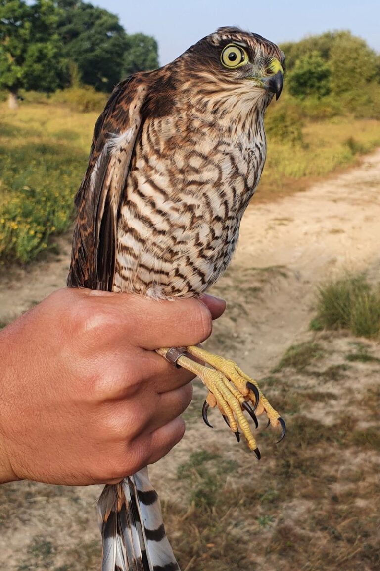 12 BEST Safari Parks in the UK You Need To Visit: 2023 Guide