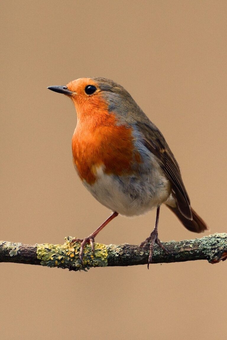 23 Most Common Birds In The UK: 2026 Guide