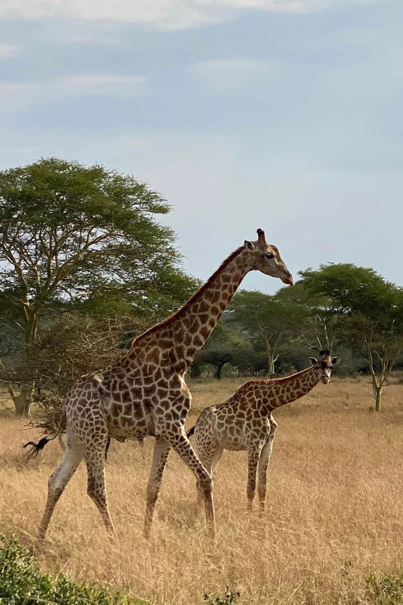 12 BEST Safari Parks in the UK You Need To Visit: 2023 Guide