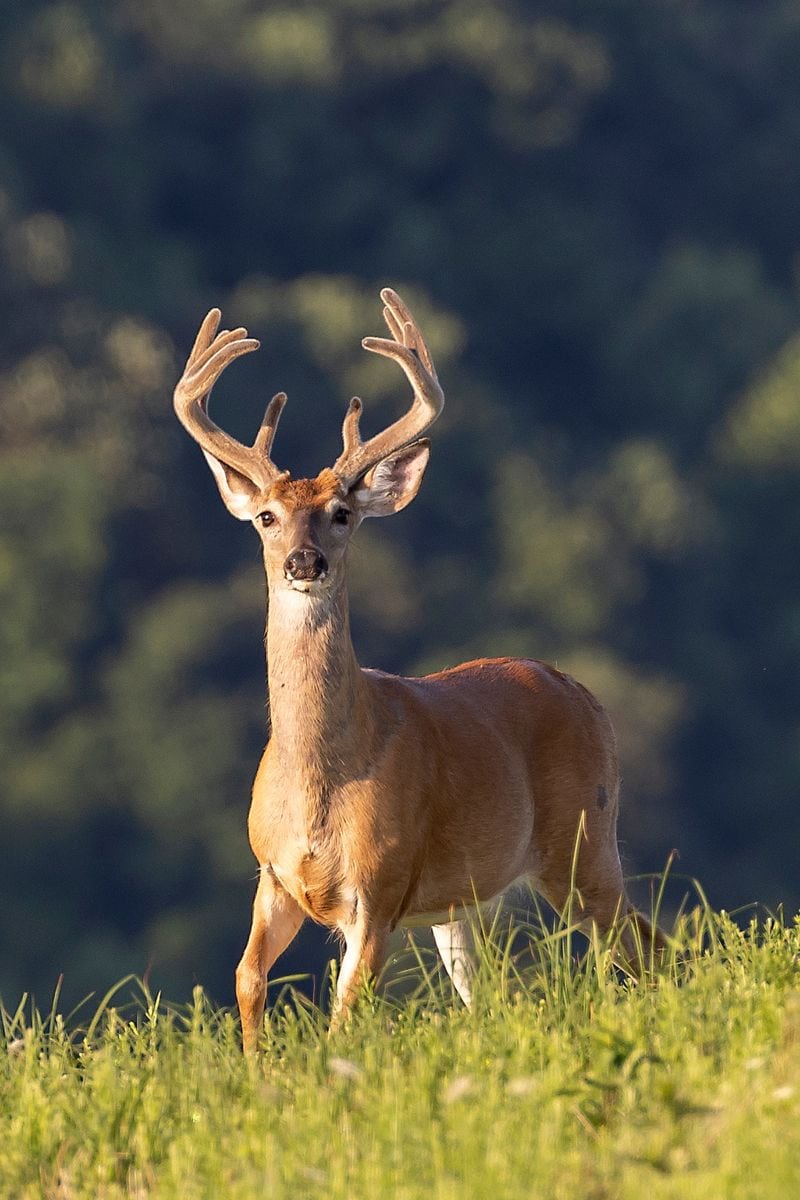 12 BEST Safari Parks in the UK You Need To Visit: 2023 Guide